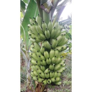 Jual Bibit pisang muli / barlin / morlin / pisang lemak manis / pisang ...