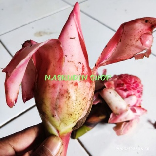 Jual BUAH KECOMBRANG SEGAR / BUNGA KECOMBRANG / KANTAN / HONJE ...