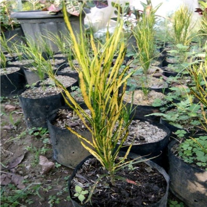 Jual Bibit Tanaman Bunga Puring Rambut Api Cantik | Shopee Indonesia