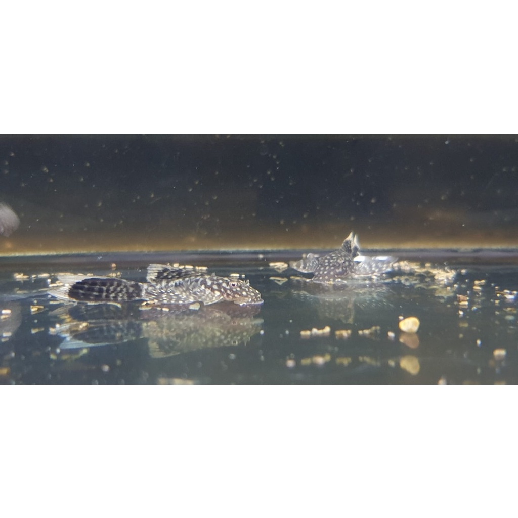 Harga Pleco Brushmouth Terbaru Sep 2024 |BigGo Indonesia