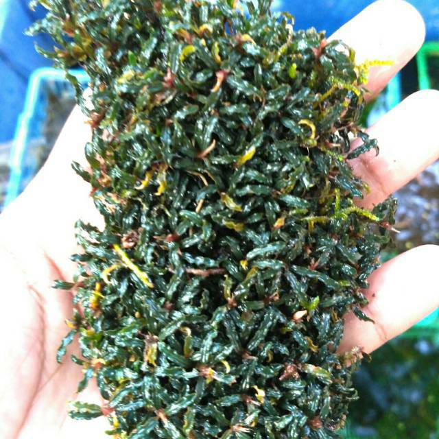 Jual Bucephalandra supermini micro Cathrine per clump | Shopee Indonesia