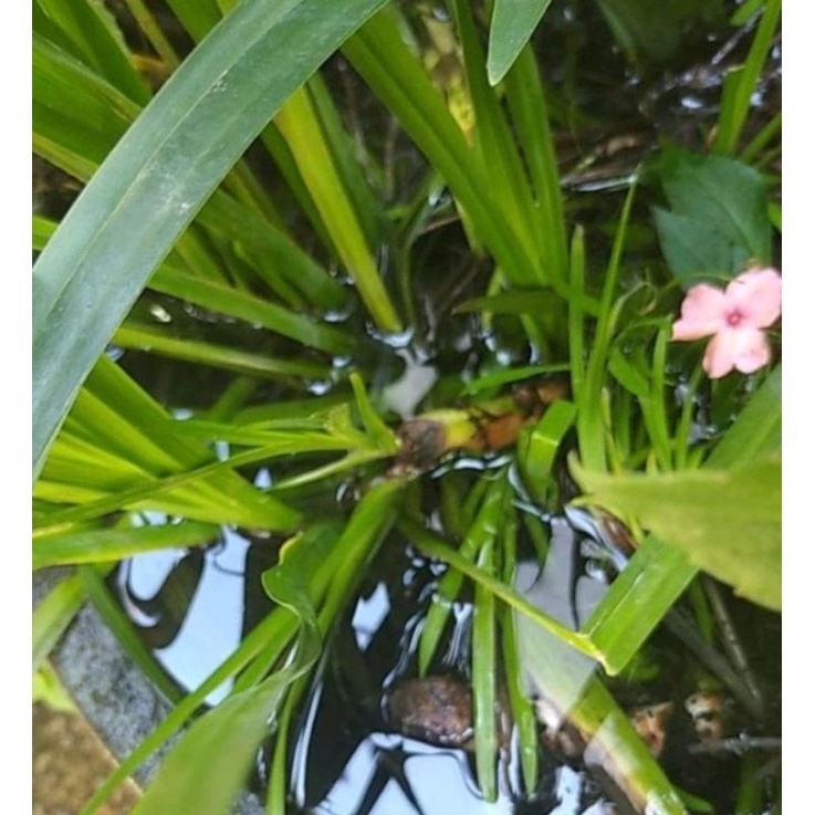 Jual Daringo Calamus tanaman | Shopee Indonesia