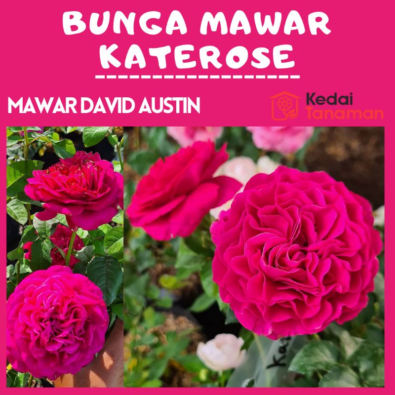 Jual Tanaman Hidup Bunga Mawar Import KATE ROSE Berbunga Wangi & Bergaransi - Bunga Mawar Impor ...