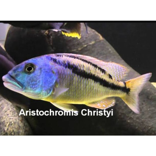 Jual Ikan Cichlid Aristochromis Christyi HAP uk 8cm | Shopee Indonesia