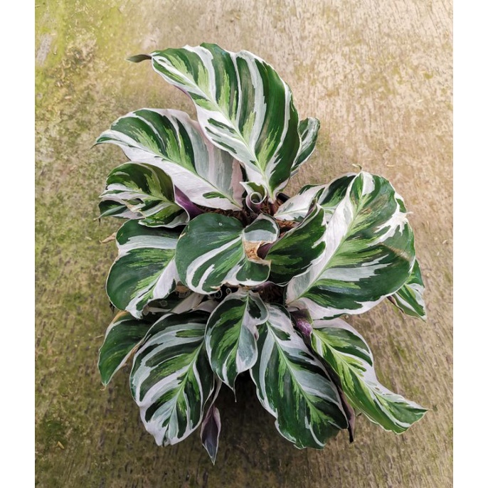 Jual tanaman hias calathea maranta tisu rimbun | Shopee Indonesia