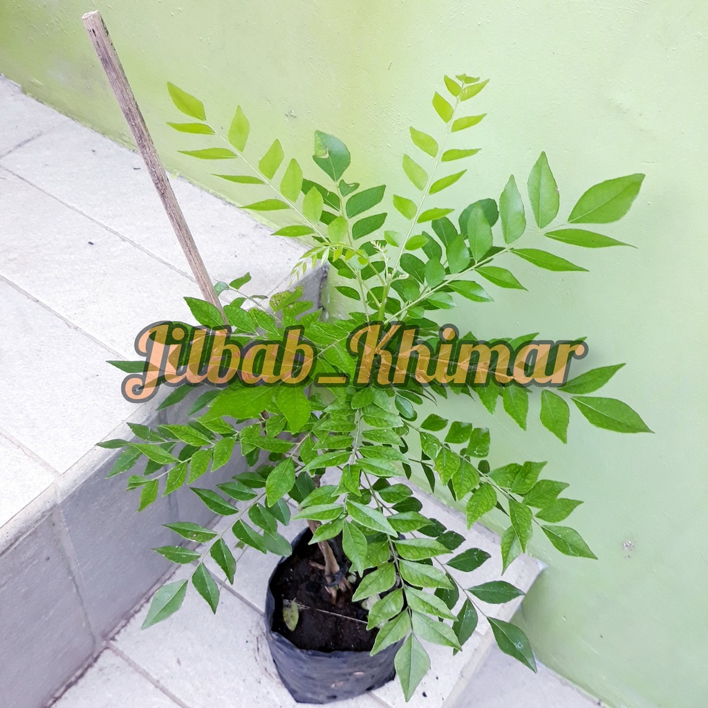 Jual POHON KARI RIMBUN | KOROKELING | TANAMAN TOGA Indonesia|Shopee ...