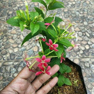 Jual Bibit bunga melati holland tanaman hias merambat melati belanda ...