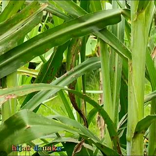 Jual Bibit Rumput Raja Gajah Tinggi Baru Stek Harga perbatang TERMURAH ...