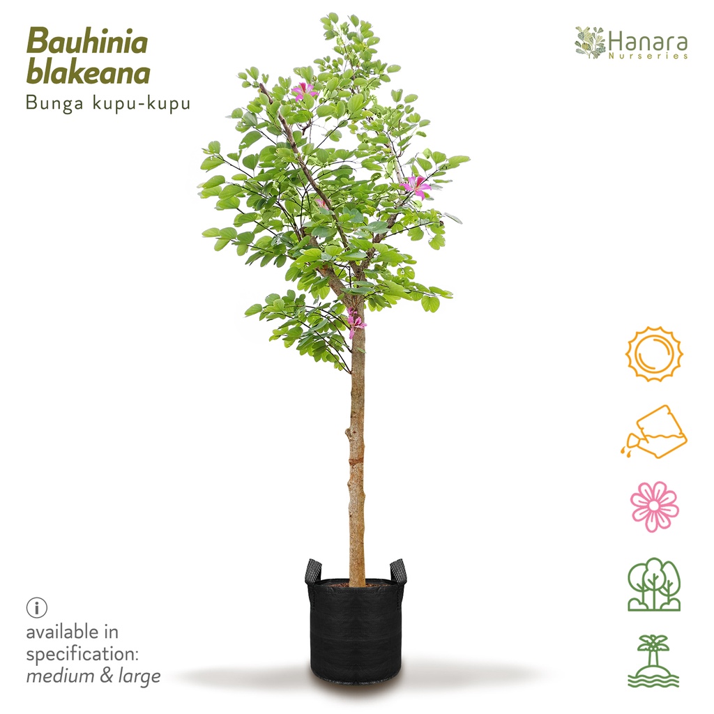 Jual Bauhinia blakeana - Bunga kupu-kupu - pohon instan/instant tree ...
