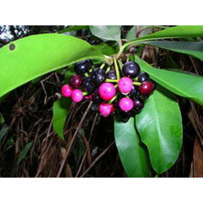 Jual Bibit tanaman herbal Lampeni / lempeni (Ardisia elliptica ...
