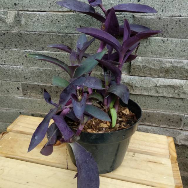 19+ Gambar Tanaman Hias Sabrina yang Banyak Dicari - Informasi Seputar ...