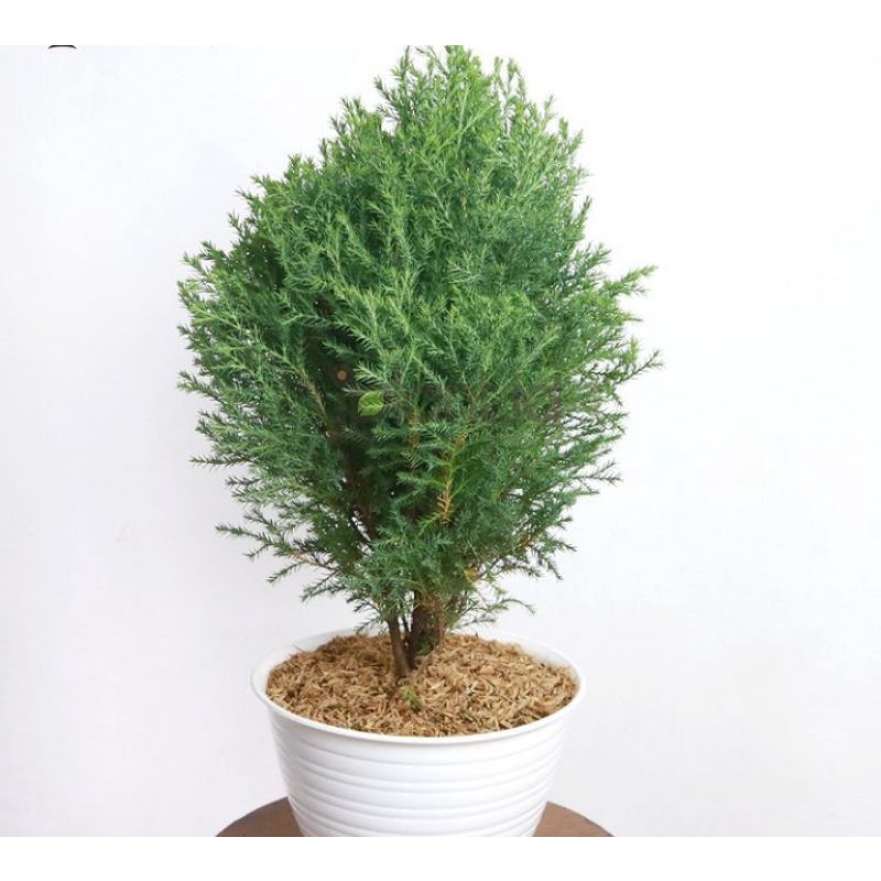 Jual tanaman cemara embun tanaman indoor dan outdoor | Shopee Indonesia