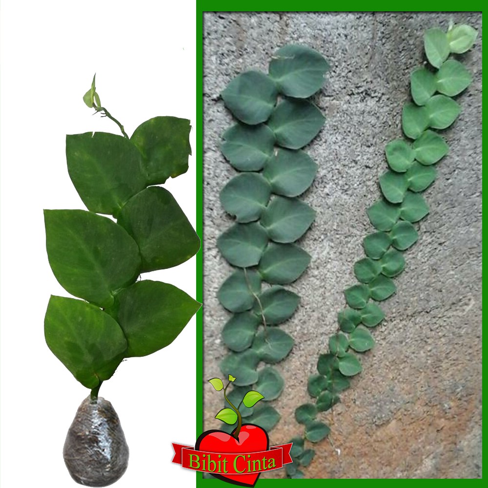 Inilah Gambar Tanaman Dolar Rambat yang Wajib Diketahui - Informasi ...