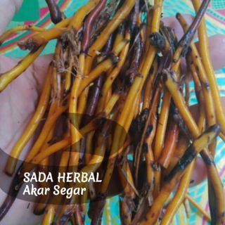 Jual Akar Pohon Aren Atau Akar Enau/ Arenga Segar 1 kg | Shopee Indonesia