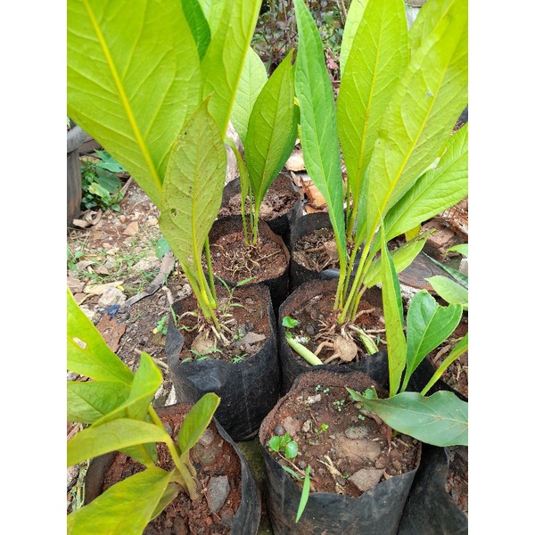 Jual Pohon Cemani Cobra, Antorium, Tanaman Hias, Tanaman Bunga | Shopee ...
