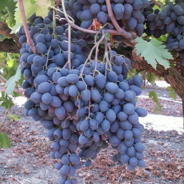 Bibit buah anggur import autumn royal sedlees | Shopee Indonesia