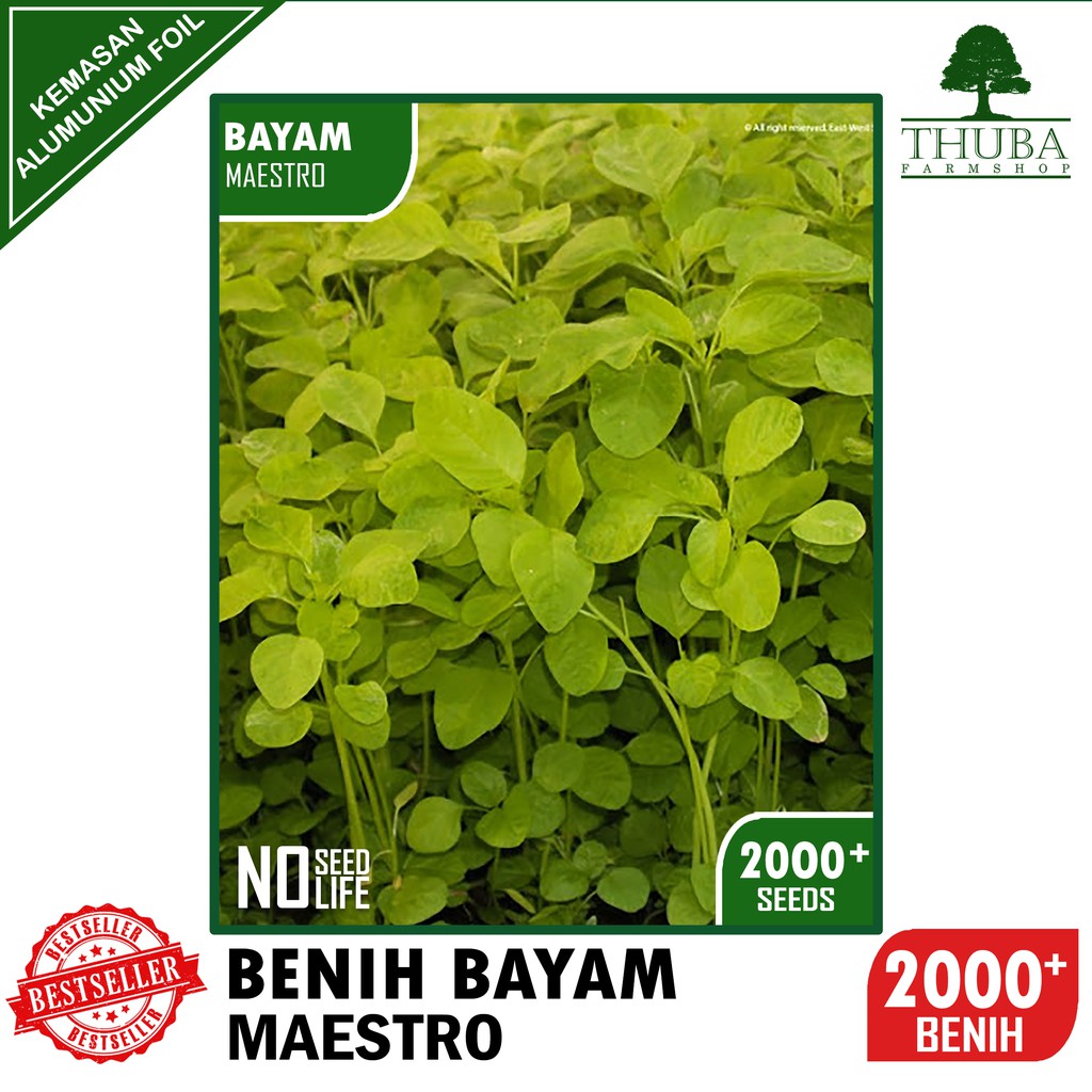 Jual 2000 Biji - Benih Bayam Hijau MAESTRO - Bibit Bayam Hijau Darat ...