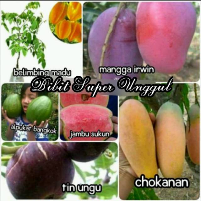 Jual Paket 6 Jenis Bibit Mangga Cokanan-Irwin-Alpukat Bangkok-Jambu ...