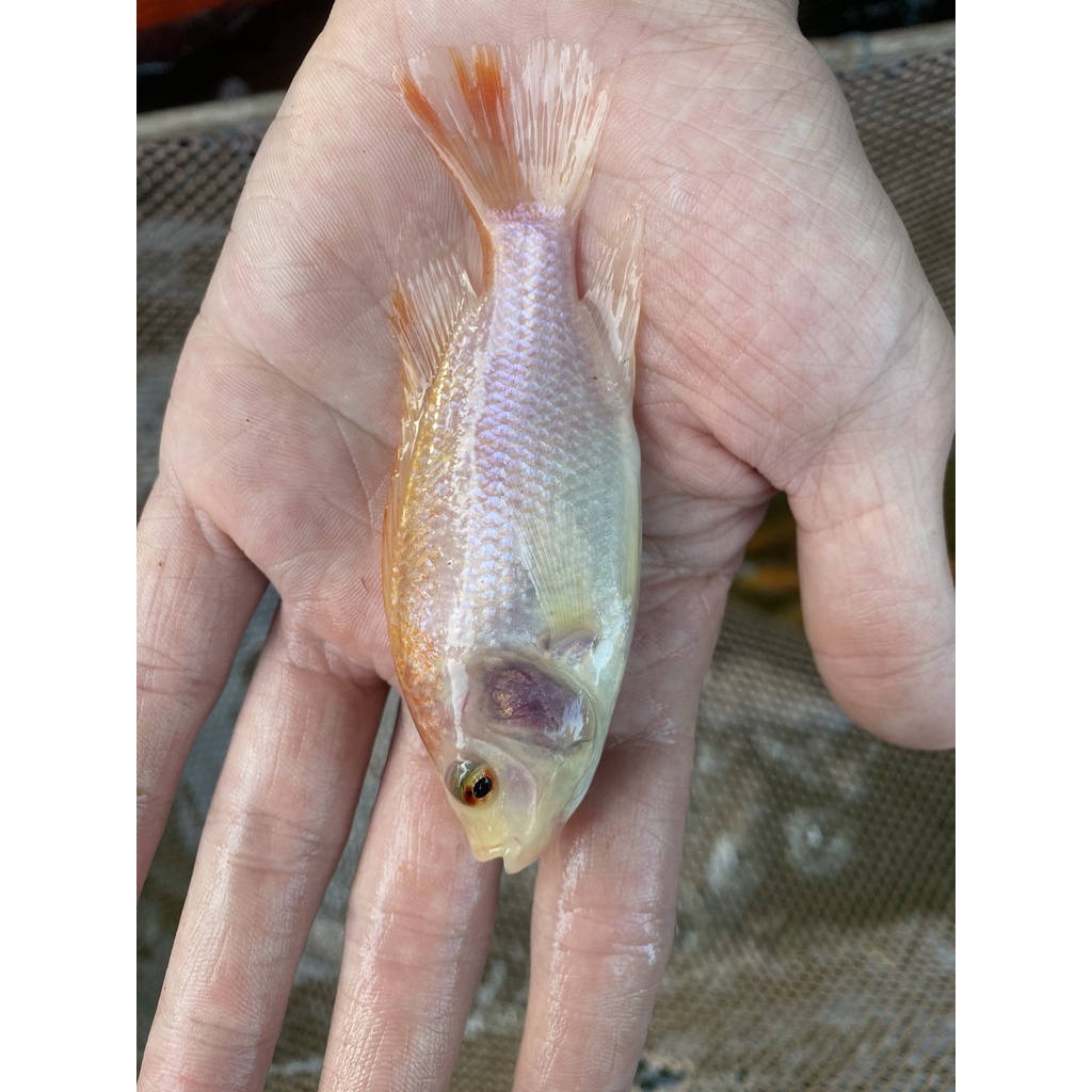 Produk Yan Fish Farm | Shopee Indonesia