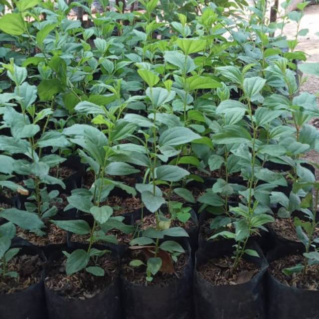 Jual Pohon bidara Arab Tumbuhan pengusir jin dan sihir Indonesia|Shopee ...