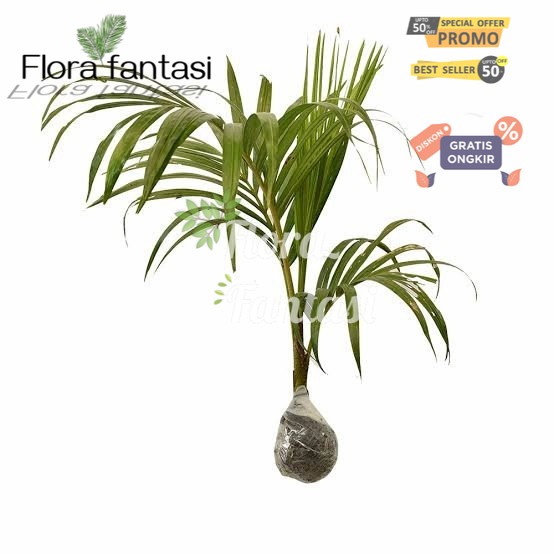 Jual tanaman hias palem kuning (tanaman hidup bunga hidup cantik cantik ...