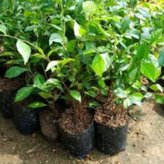 Jual Tanaman hias pagar teh tetehan | Shopee Indonesia