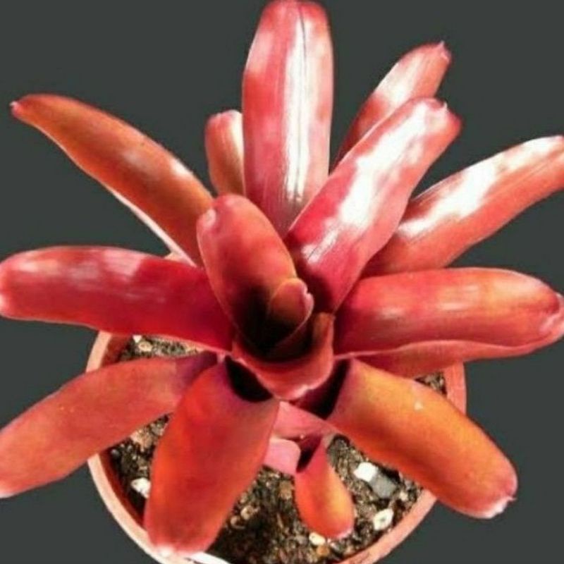 Jual Tanaman hias indoor bromelia/bromeliad mini merah/bromel merah ...