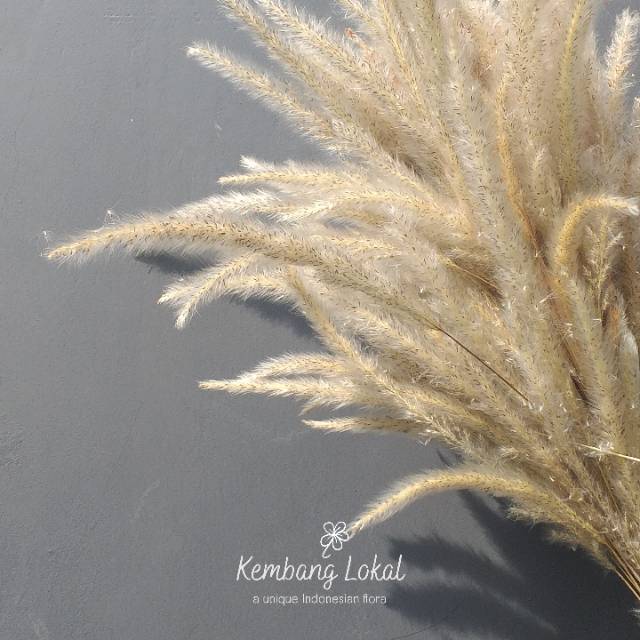 Jual Terpopuler ilalang natural bunga kering.perikat 5 pics.(beli 10 ...