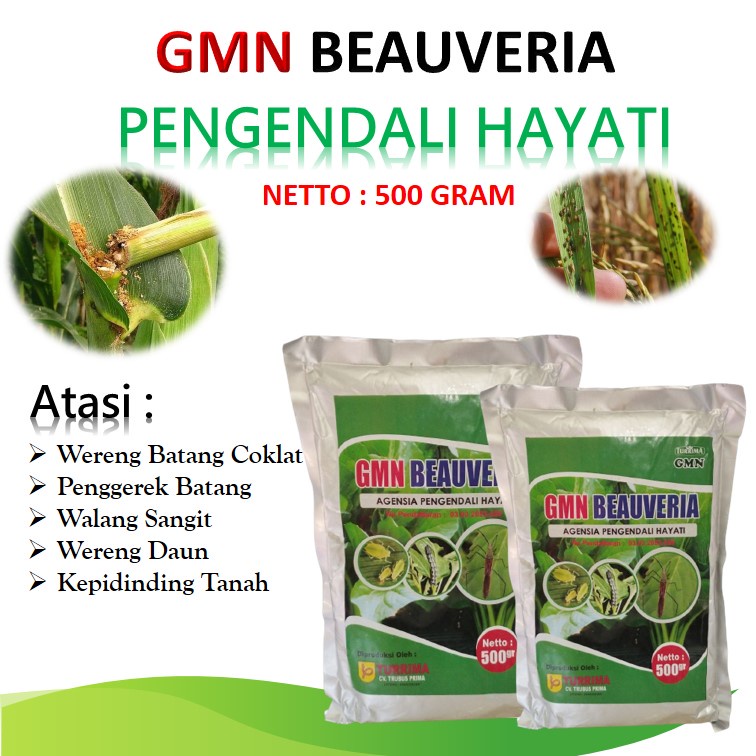 Jual Agensi pengendali hama Hayati Organik Beauveria | Shopee Indonesia