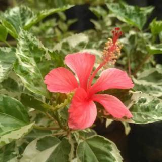 Jual Kembang sepatu | Tanaman bunga sepatu | kembang sepatu daun ...