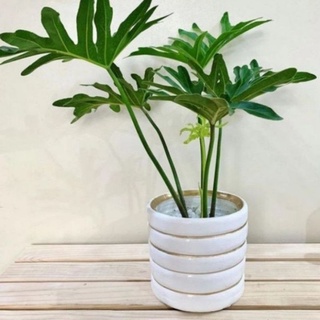 Jual Tanaman hias philo jari/pohon gendrum/pohon pilo jari/pilo selum ...