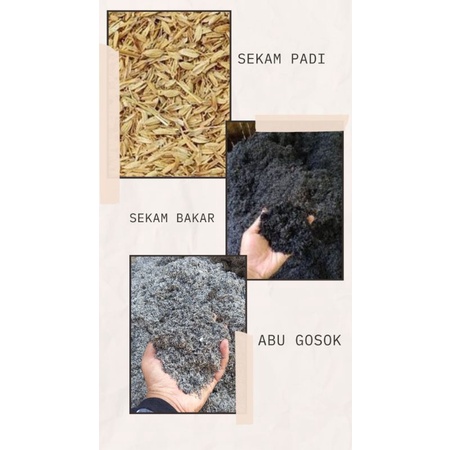 Jual SEKAM PADI, SEKAM BAKAR DAN ABU GOSOK | Shopee Indonesia