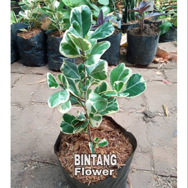 Jual Tanaman hias ficus triangularis | tanaman hias beringin kupu kupu ... Jual Tanaman hias ficus triangularis | tanaman hias beringin kupu kupu ...