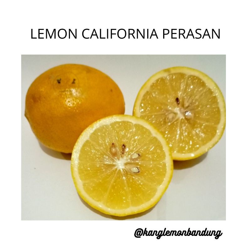 Jual BUAH JERUK LEMON CALIFORNIA perasan 500 gram | Shopee Indonesia