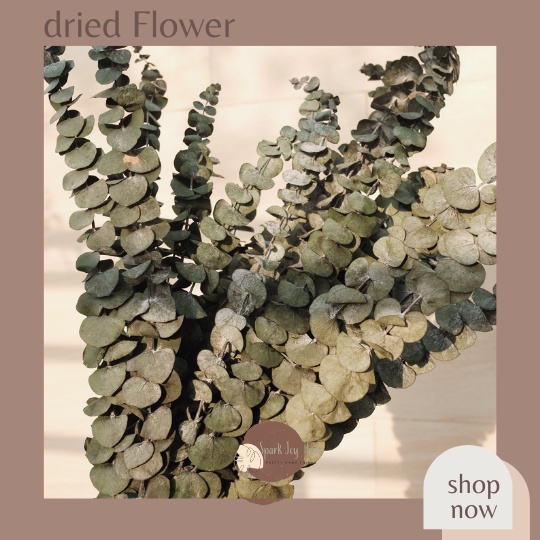 Jual Natural dried flower eucalyptus leaf silver dollar cinerea daun ...