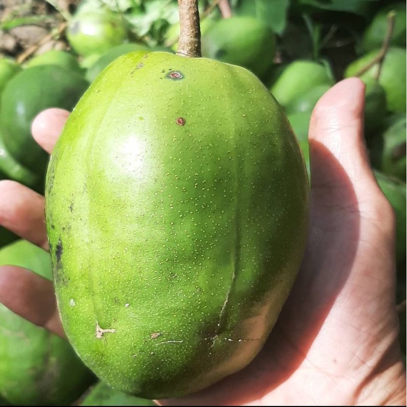 Jual Bibit Tanaman Kedondong Kebo | Kedondong Karimunjawa | Kedondong ... Jual Bibit Tanaman Kedondong Kebo | Kedondong Karimunjawa | Kedondong ...