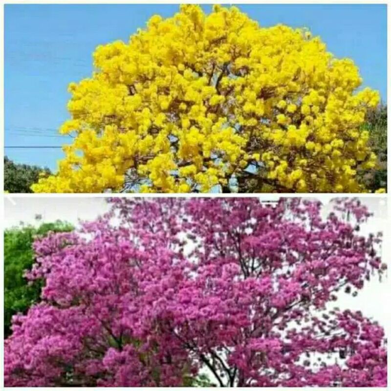 Jual Paket 2 bibit tanaman bunga sakura tabebuia tabebuya kuning pink ...