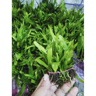 Jual java fern kadaka mini-tanaman air aquascape Indonesia|Shopee Indonesia