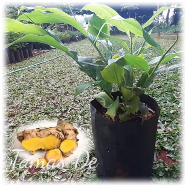 Jual Tanaman bangle panglai | Shopee Indonesia