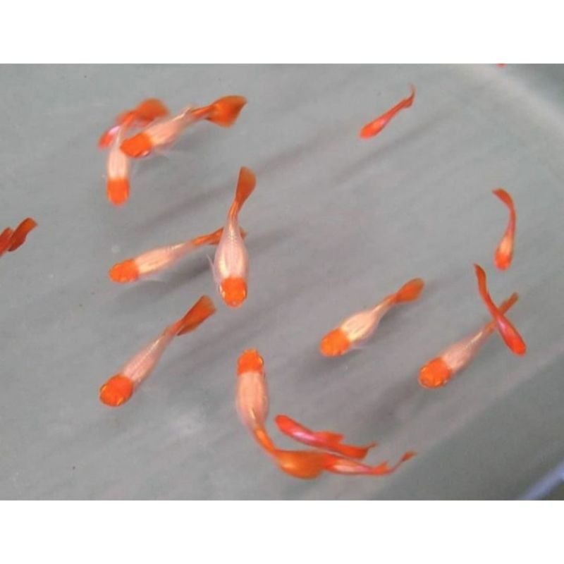 Jual Ikan hias Guppy Albino koi (1pair ) Indonesia|Shopee Indonesia
