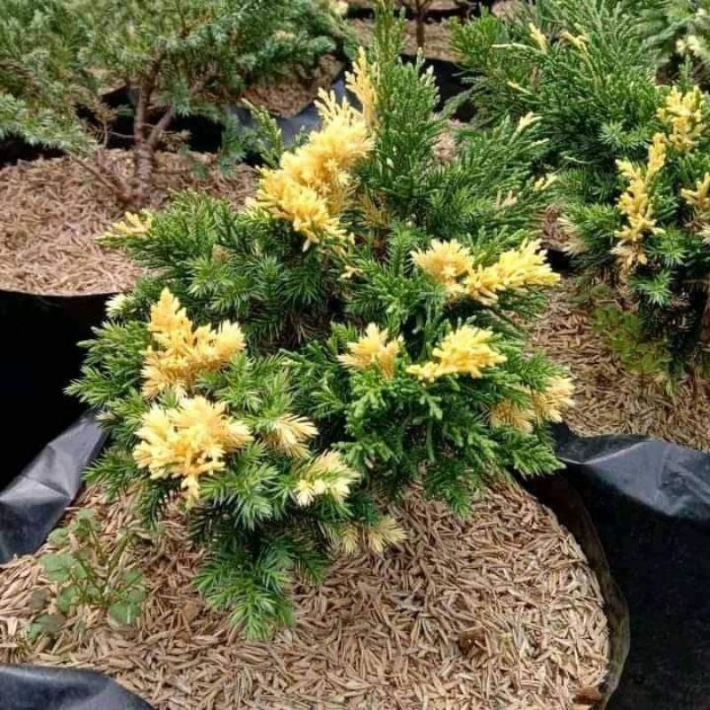 Jual Bunga CEMARA INTAN - Tanaman Hias Hidup Daun Cemara Intan - Pohon ...