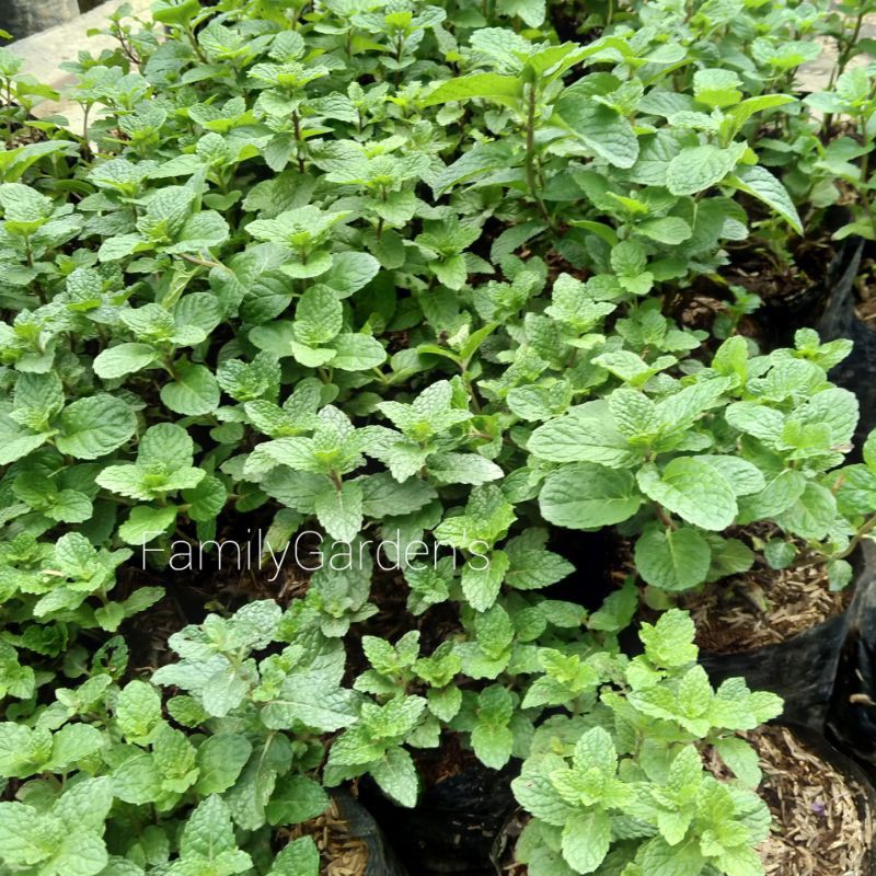 Jual Tanaman Daun Mint / Tanaman Herbal Peppermint | Shopee Indonesia