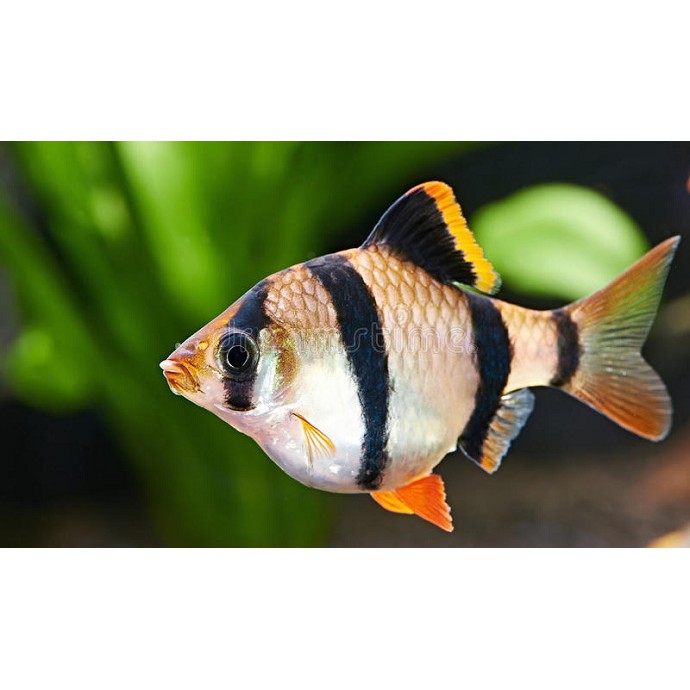 Jual (BANDUNG) IKAN HIAS SUMATRA SUMATERA TIGER BARB AIR TAWAR AQUARIUM ...