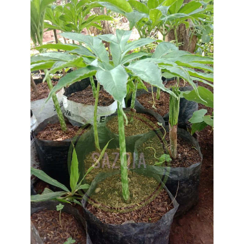 Jual bibit pohon suweg/Amorphophallus paeoniifolius umbi kuning ...