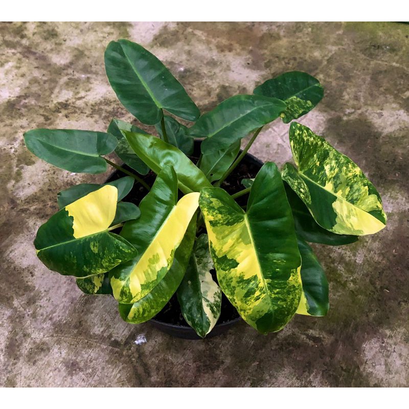 Jual Philo Burlemax Variegata Kuning | Shopee Indonesia