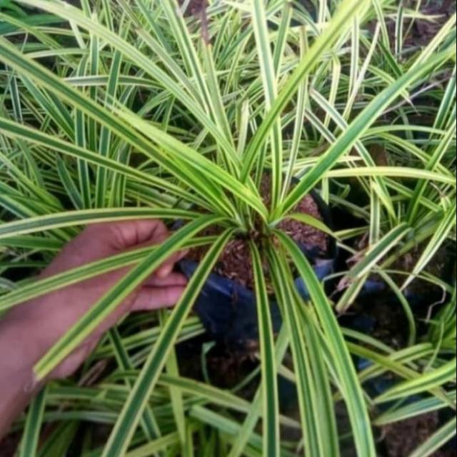 Jual Pohon pandan kuning / tanaman hias panda kuning | Shopee Indonesia