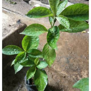 Jual Readyy Bibit stek batang keji beling 1kg cutting tanaman pohon ...