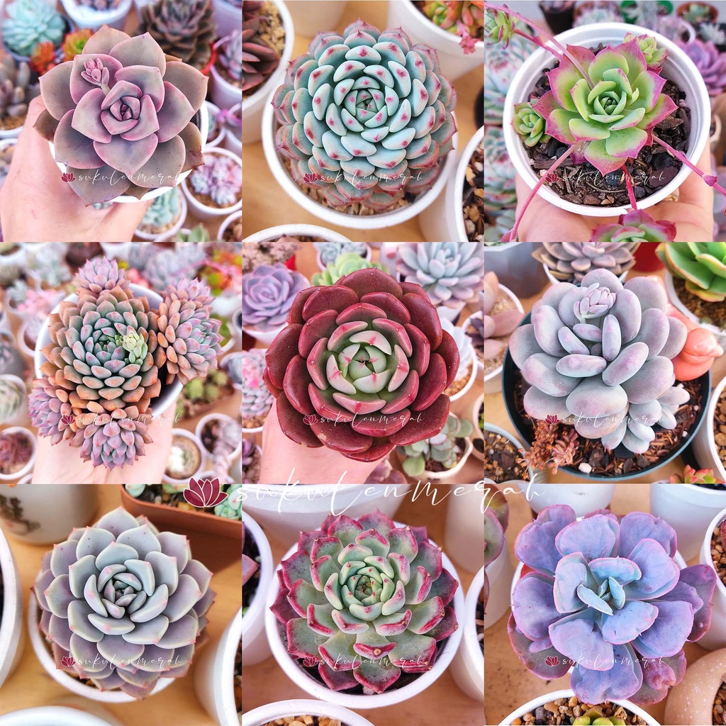 Jual Sukulen Sekulen PILIH Kaktus MERAH mini echeveria succulents ...