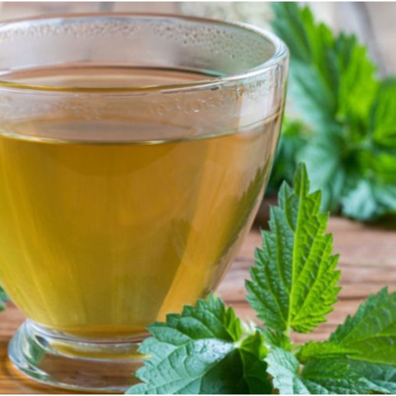 Jual Daun jelatang Daun pulus Daun herbal | Shopee Indonesia