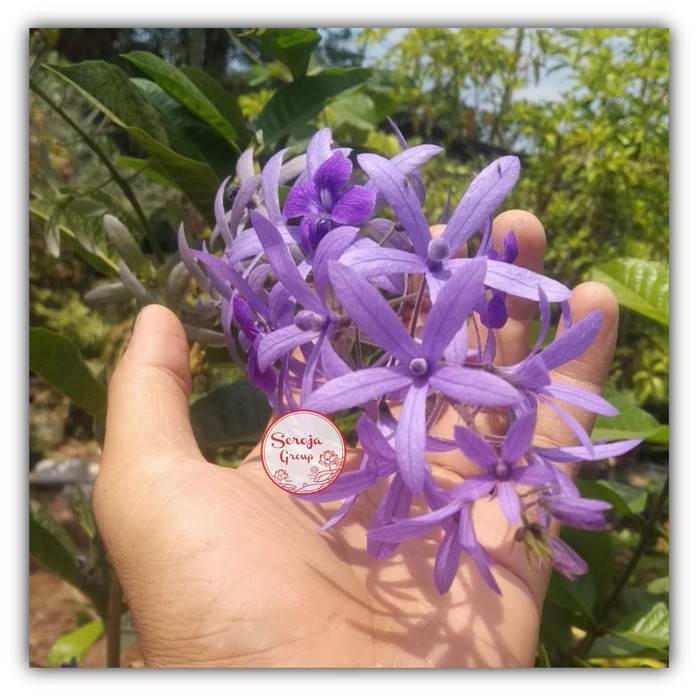 Bibit Pohon Patrea Bunga Ungu / Tanaman Rambat Petrea Volubilis ...